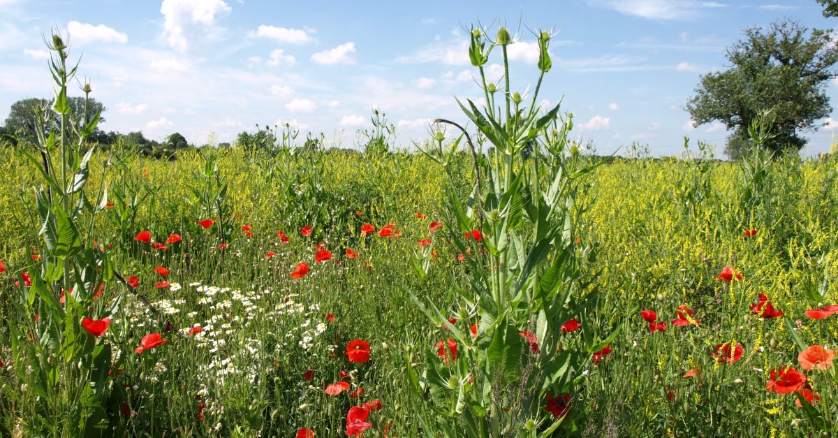 Naturschutz- und Biodiversitätsberater/in (m/w/d ...